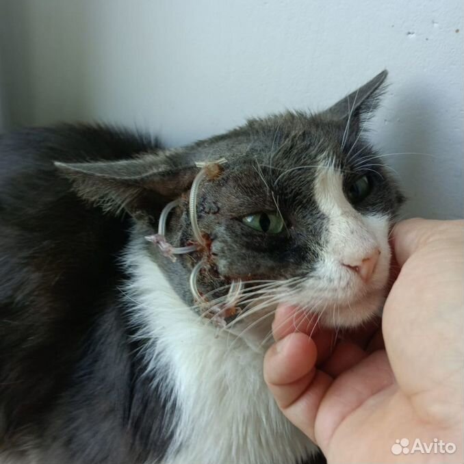 Разыскивается кот