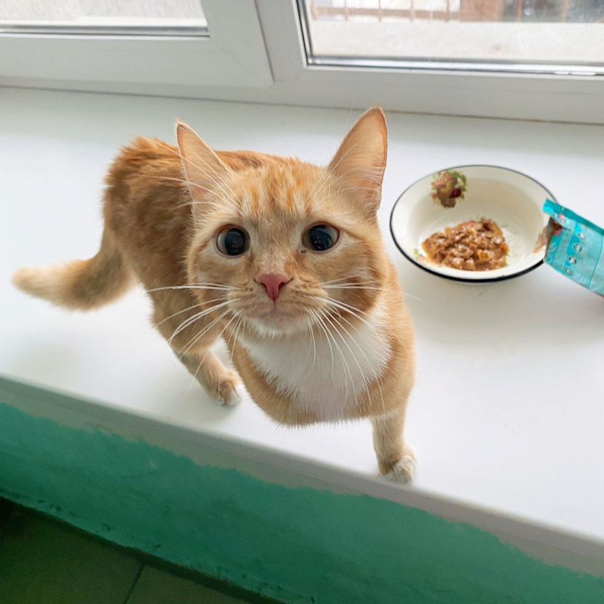 Кошка ищет дом