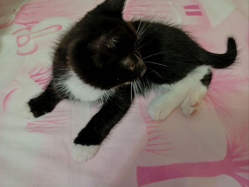 Котенок Мальчик Новогодний подарок