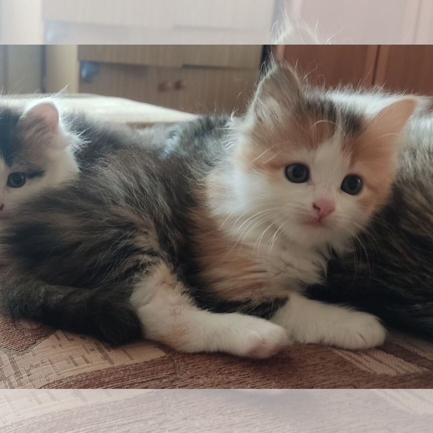 Милый трëхцветный котëнок