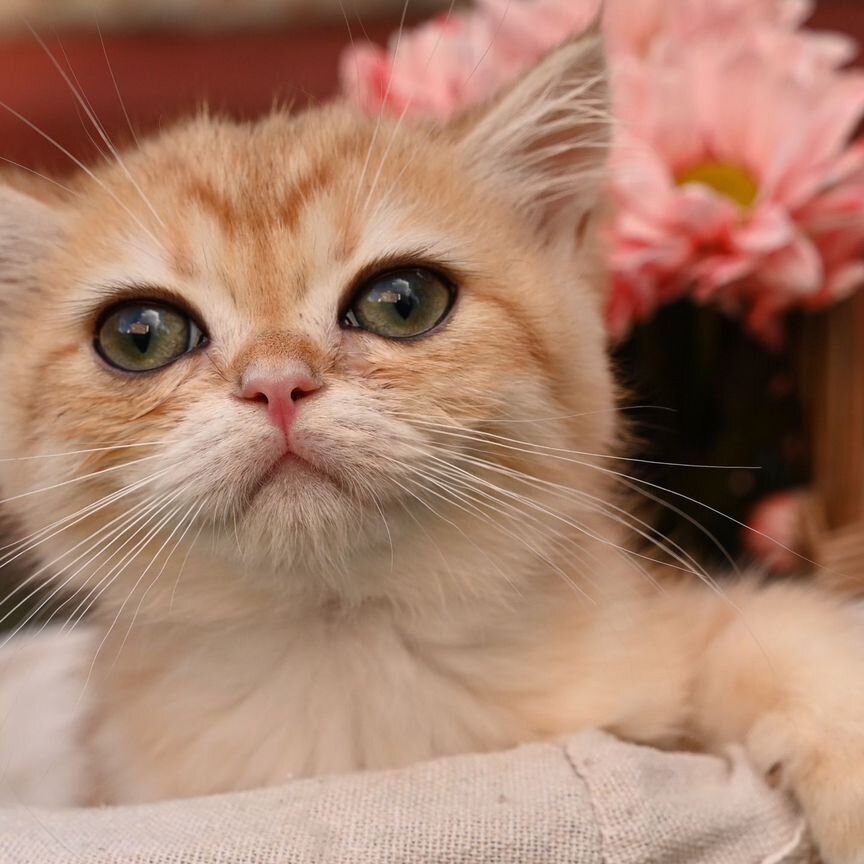 Котята британская золотая шиншилла