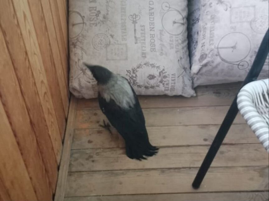 Отдам ворону