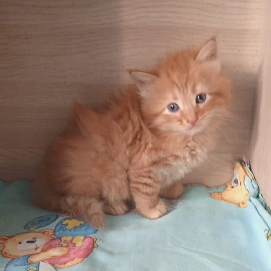 Сибирские котята