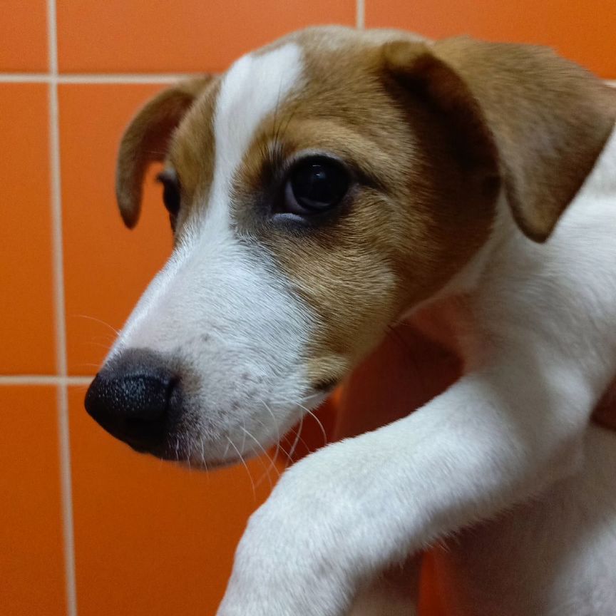 Джек-рассел-терьер, щенок