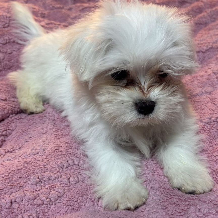 Мальтийская болонка, щенок