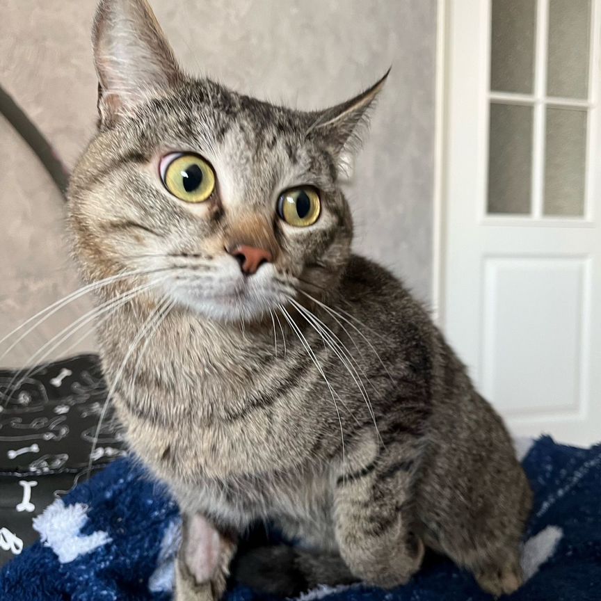 Европейский короткошёрстный, взрослый кот