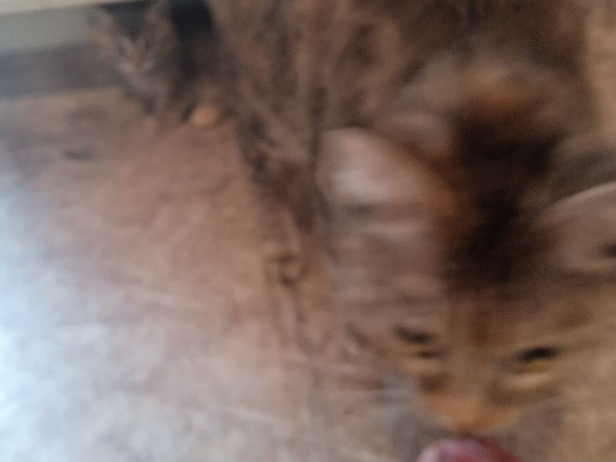 Кошка