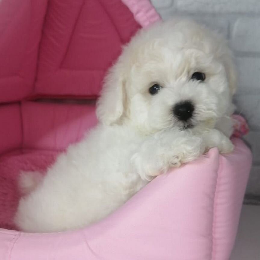 Бишон фризе, щенок