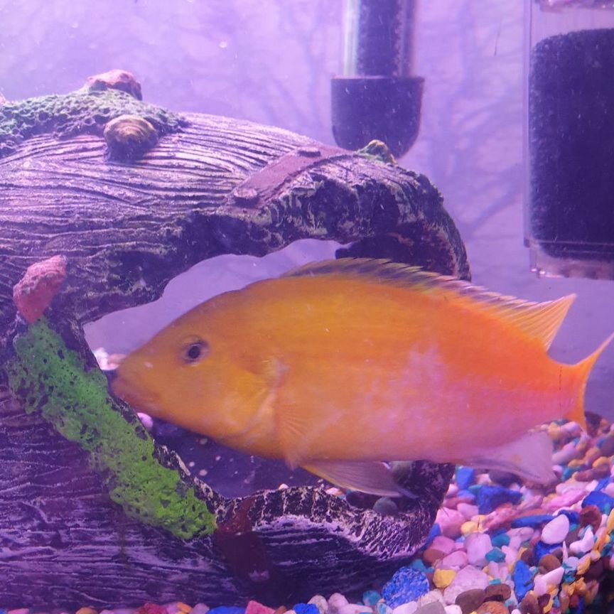 Отдам циклиду Еллоу