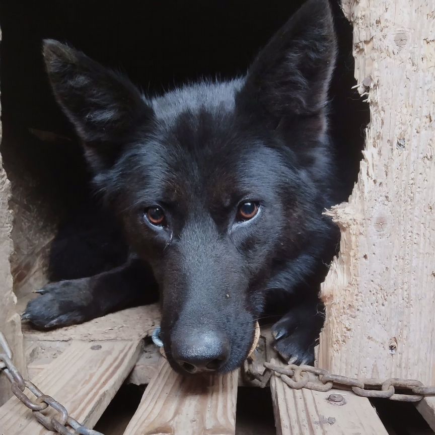 Разбитое сердце Амины