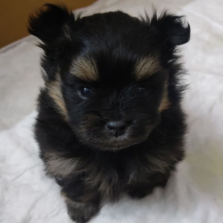 Щенки шпица