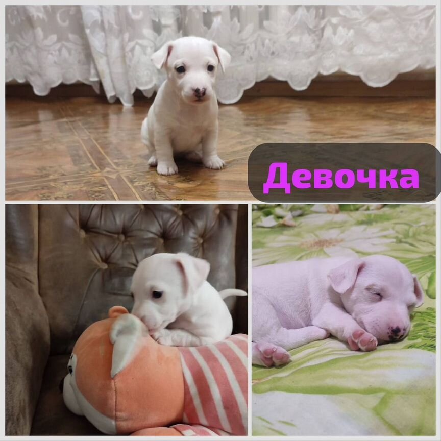 Щенки Джек Рассел терьер