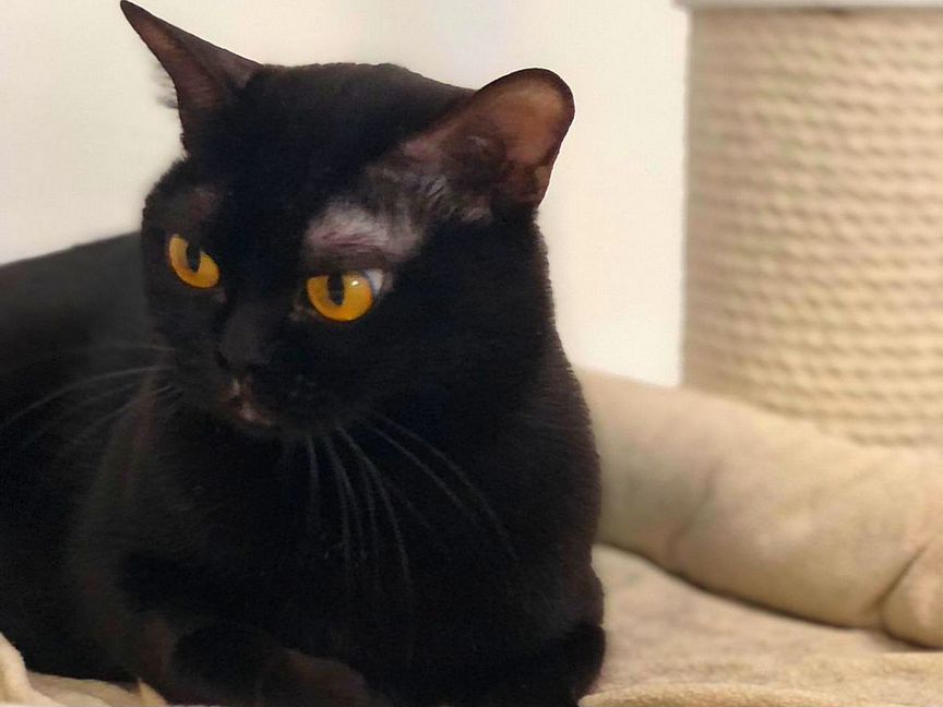 Бомбейская девочка