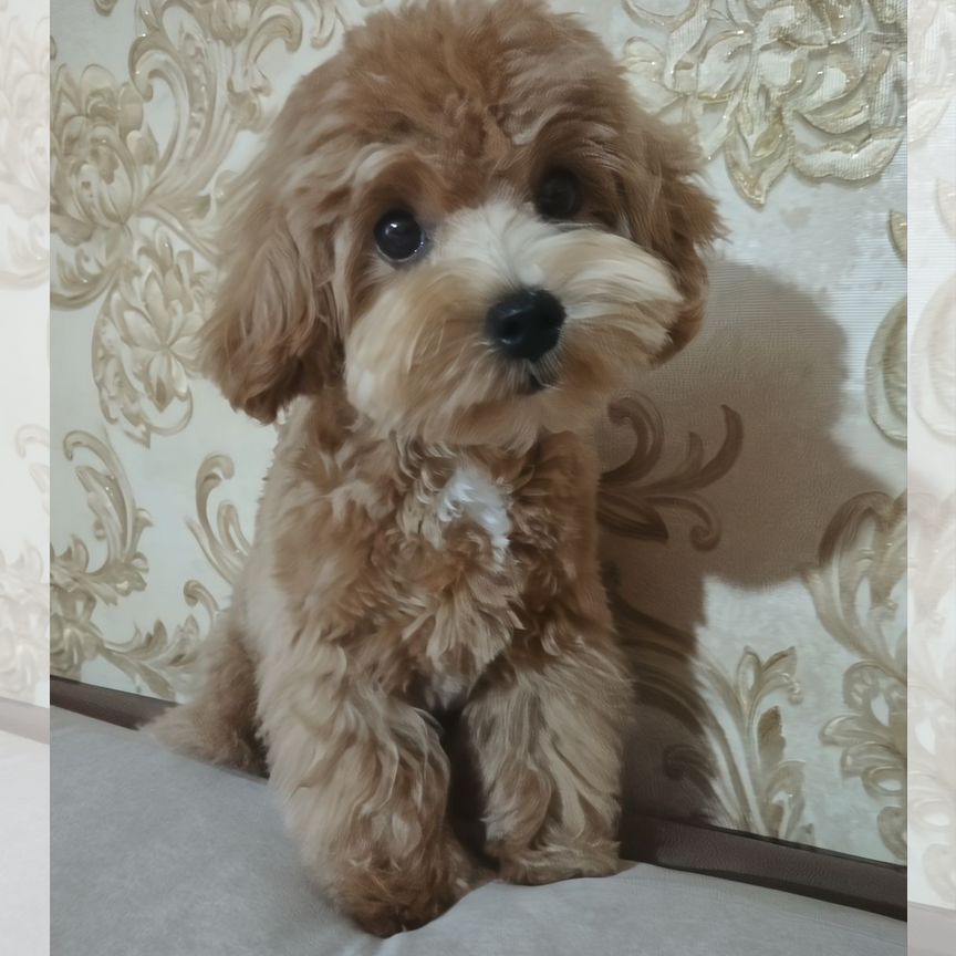 Мальтипу, щенок