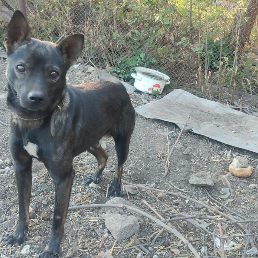 Маленький пёсик в добрые руки