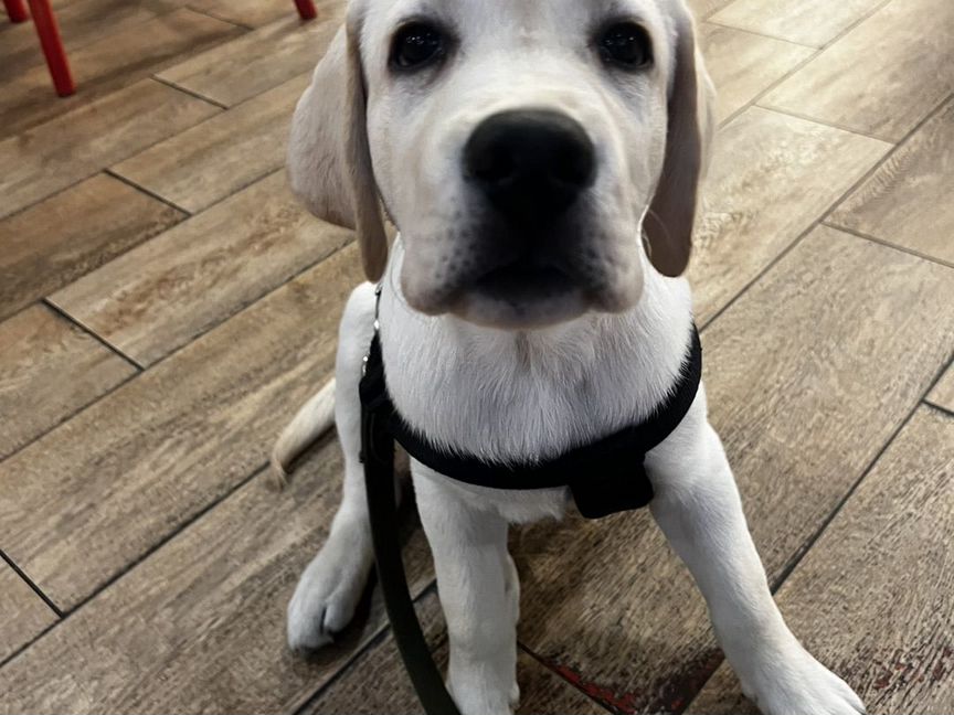 Щенок лабрадора