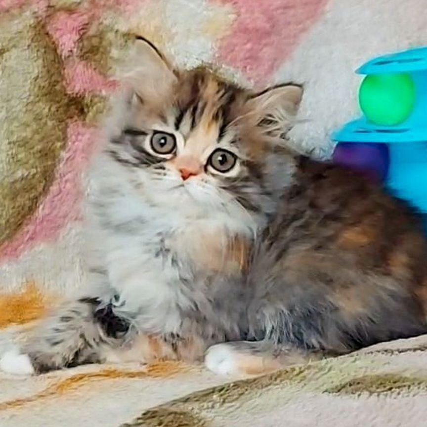 Трехцветная девочка