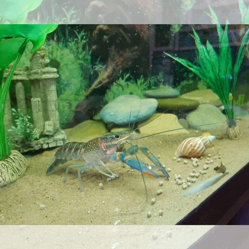 Австралийский рак