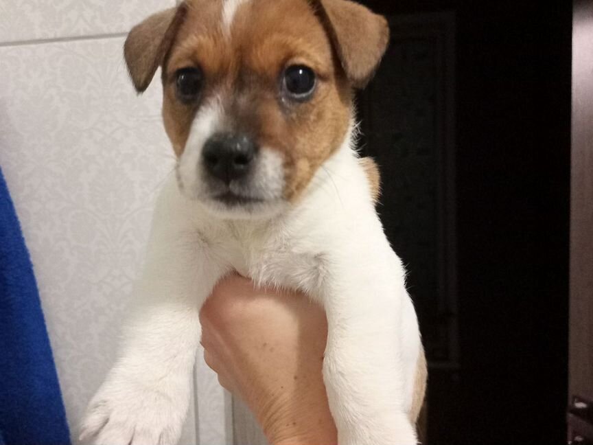 Джек Рассел терьер