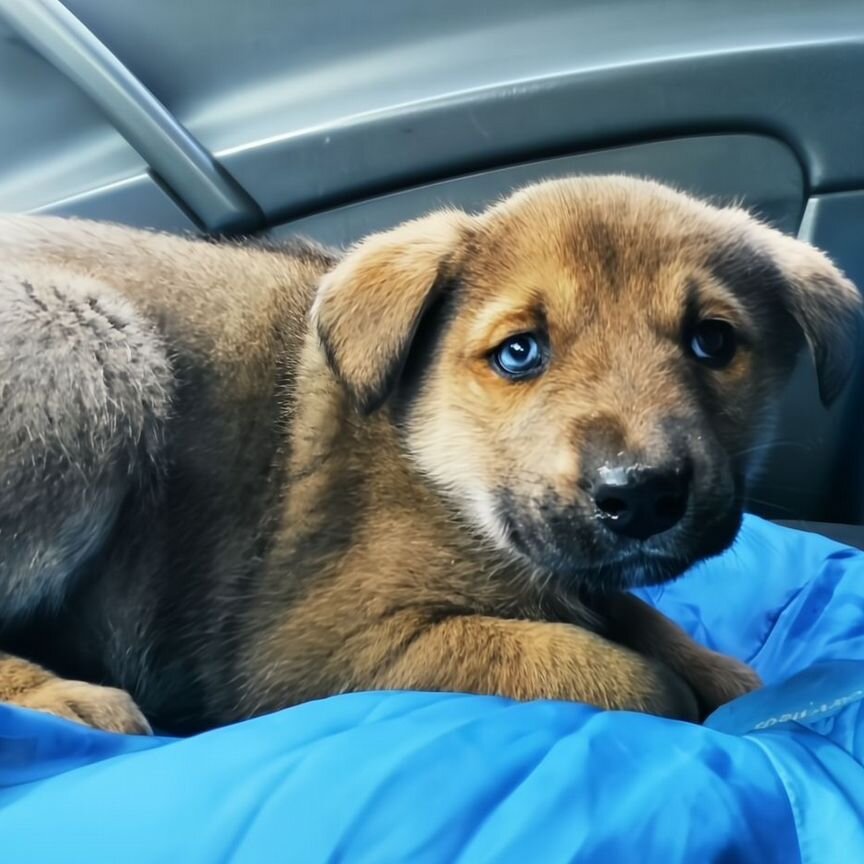 Щенок в добрые руки