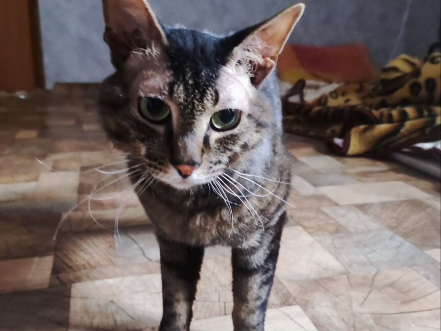 Кот полусфинкс для вязки