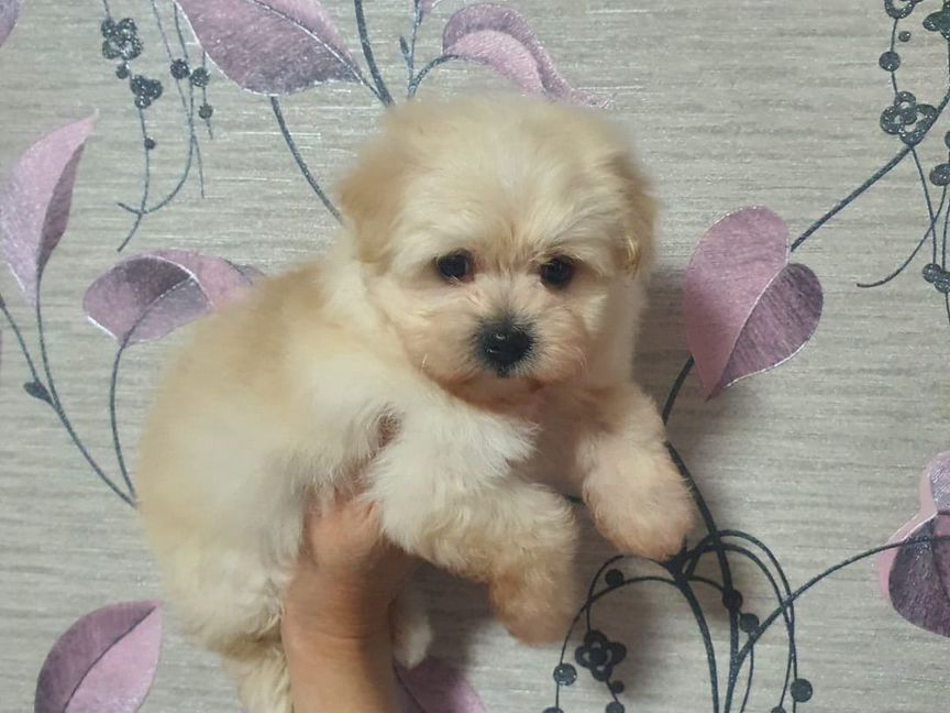 Миниатюрная девочка мальтийская балонка