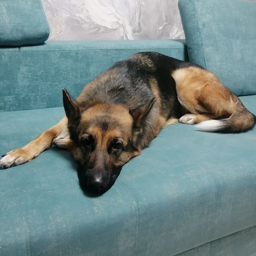 Немецкая овчарка, щенок