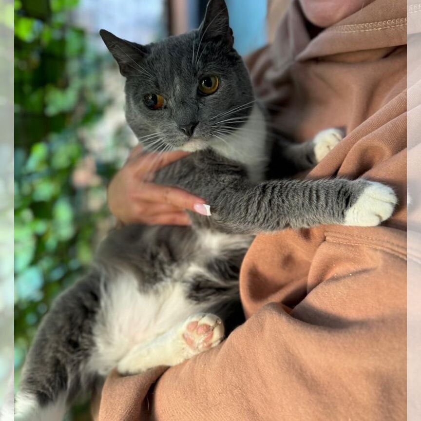 Котик Пират из приюта