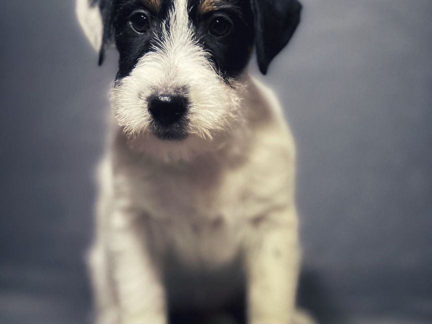 Джек рассел терьер