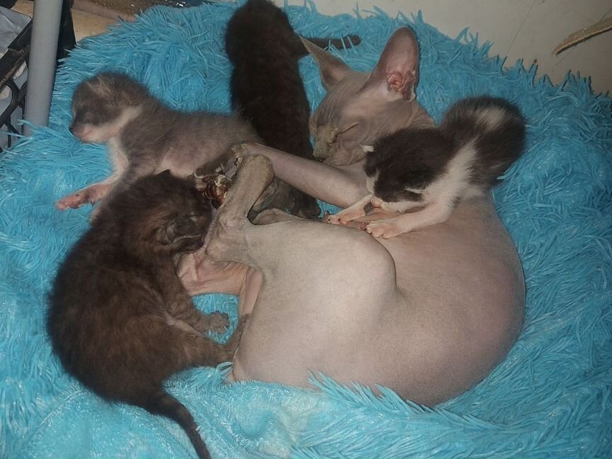 Котята сфинкс браш