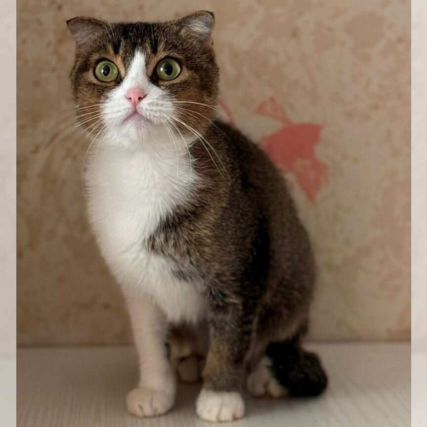 Крутая кошка