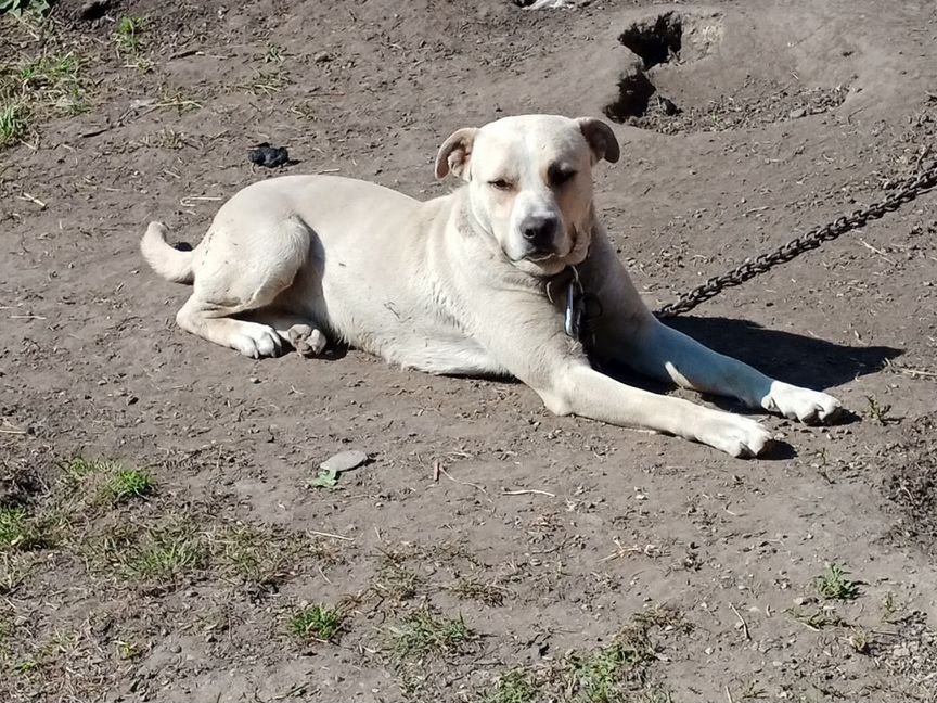 Стафф с дворнягой помесь