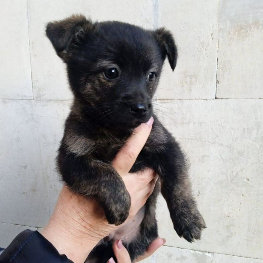 Щенок мелкая, будет размером с кошку,девочка