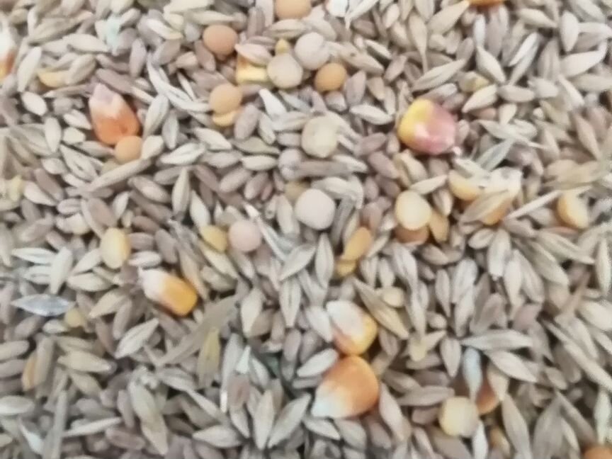 Зерно смесь