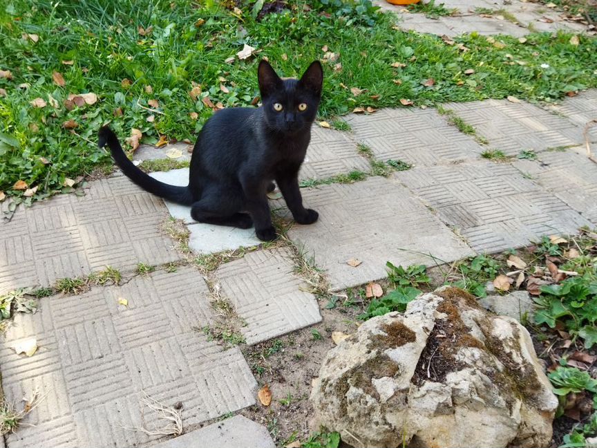 Котята в добрые руки бесплатно