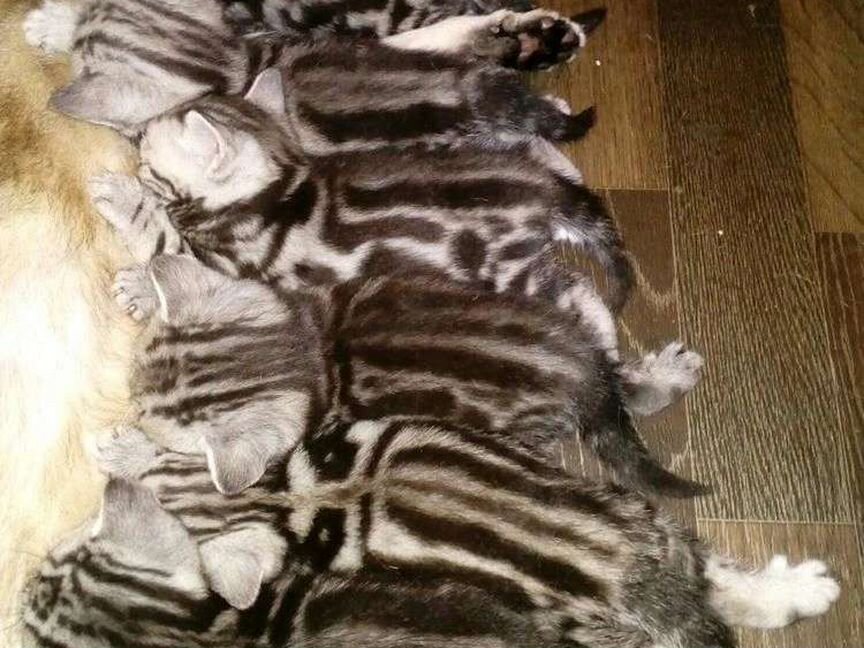 Британские мраморные эксклюзивчики