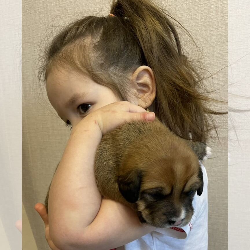 Бигль, щенок