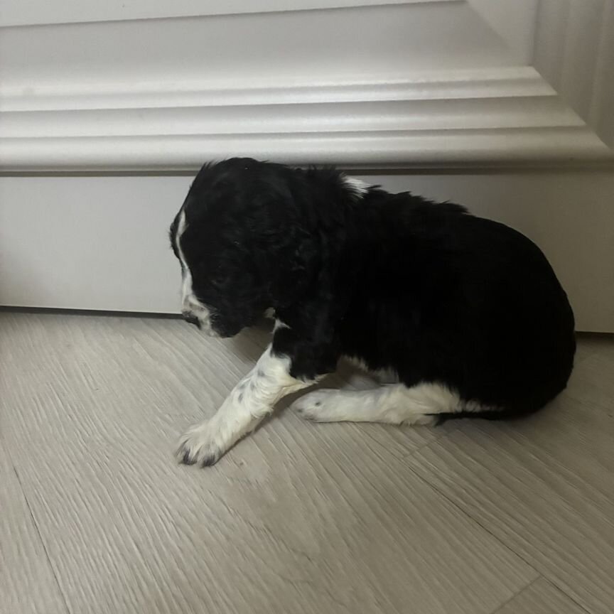 Русский охотничий спаниель, щенок