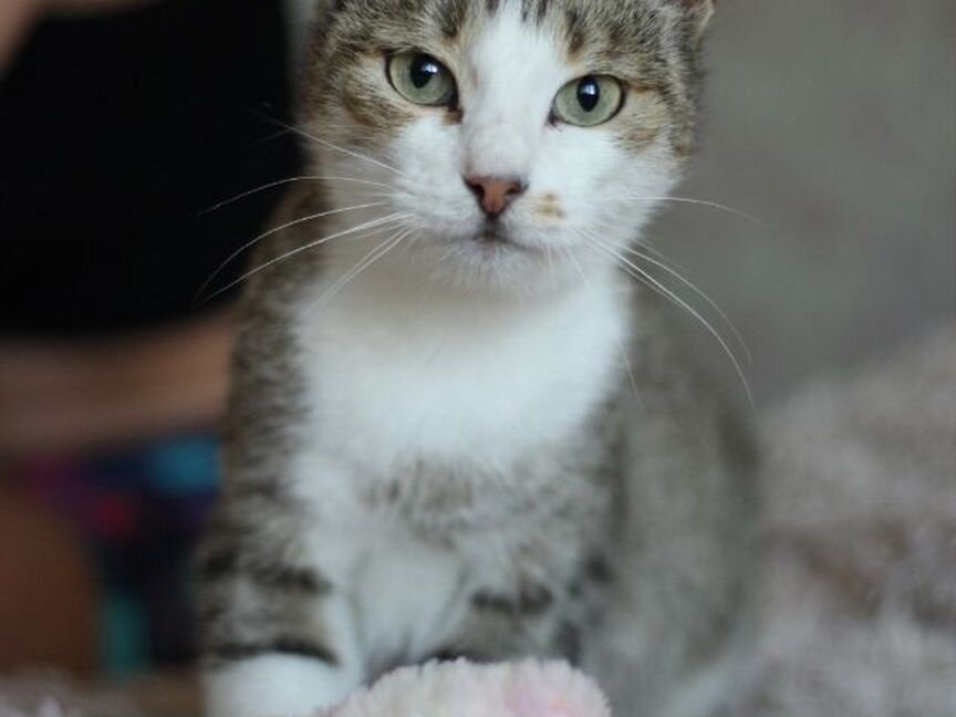 Кошка в добрые руки