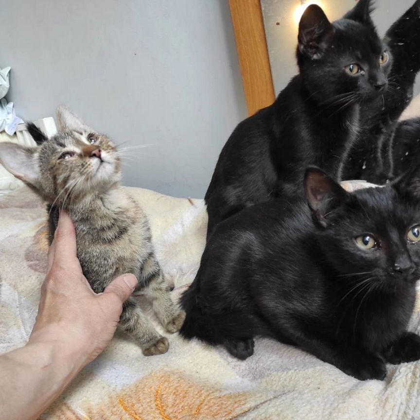 Котята