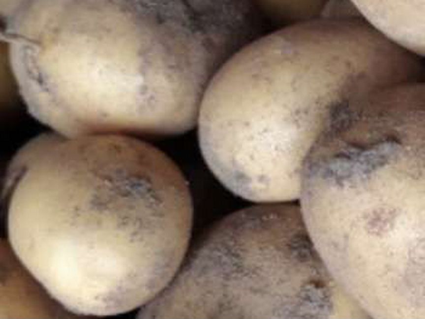 Продам картофель на корм скоту