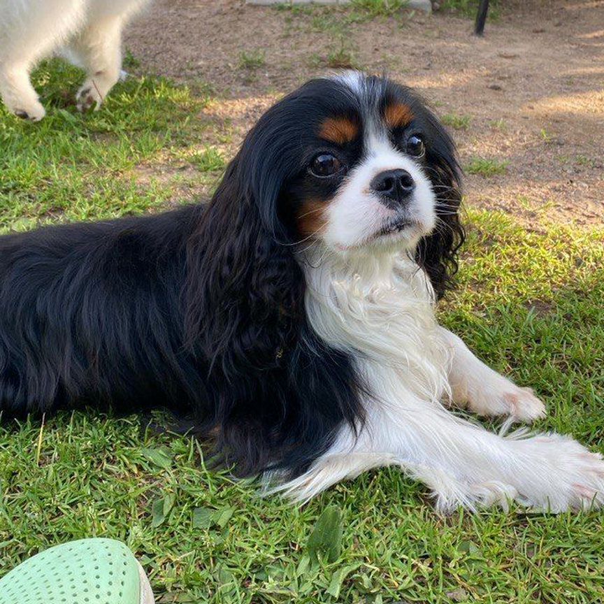 Вязка Кавалер Кинг Чарльз Спаниель