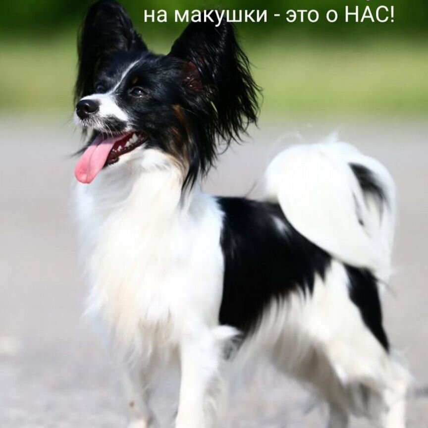 Прекрасные малыши )