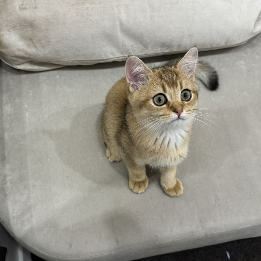 Шотланский скоттиш-страйт