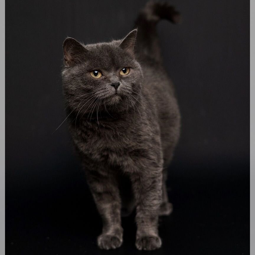 Красивая и ласковая кошечка