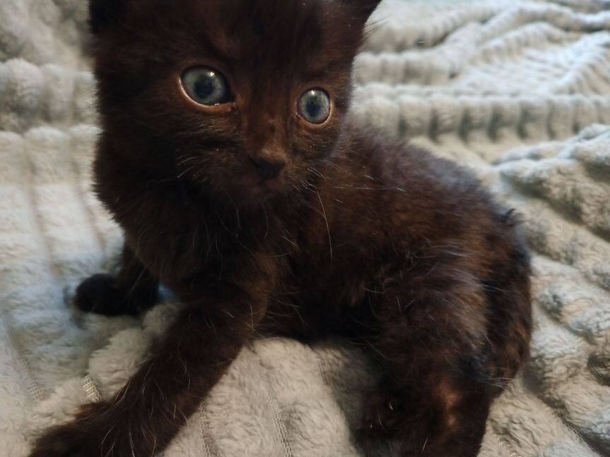 Кошка