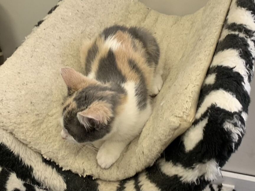 Котёнок-спасеныш ищет любящую семью