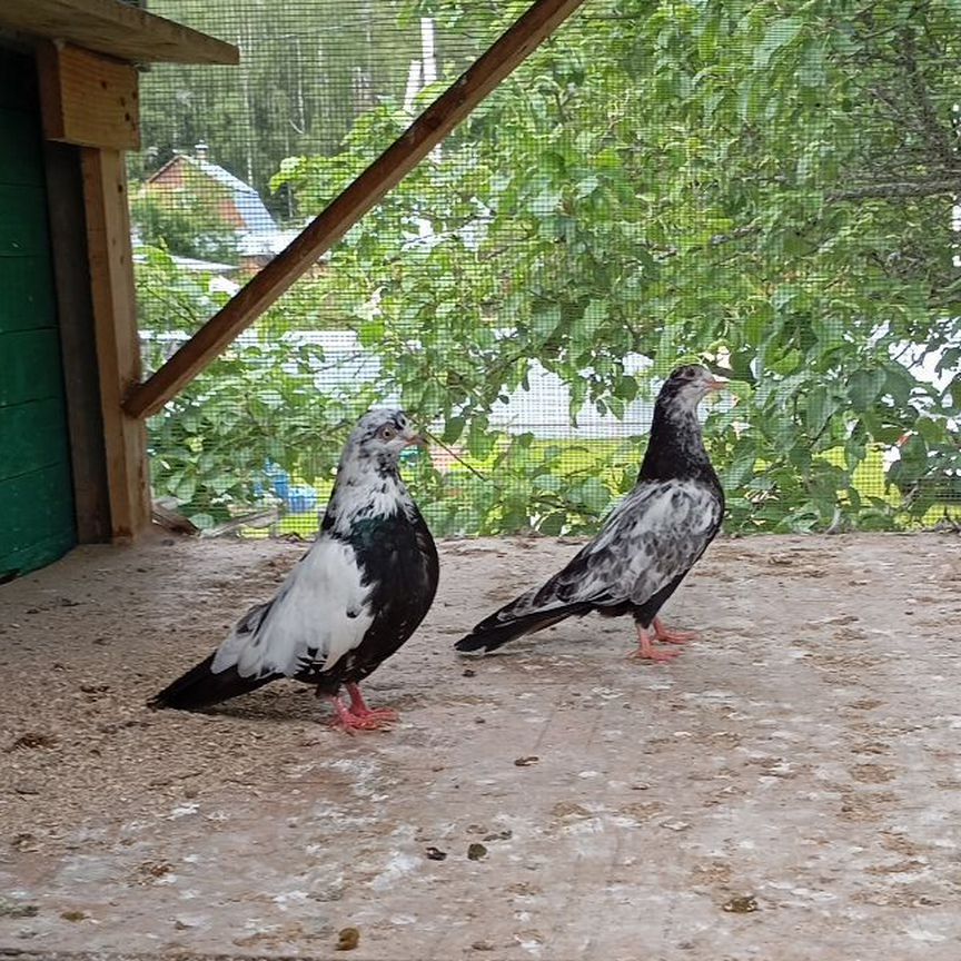 Голуби свердловские высоколетные