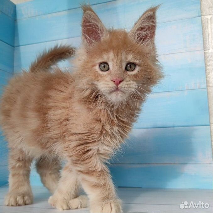 Красные дымные котята