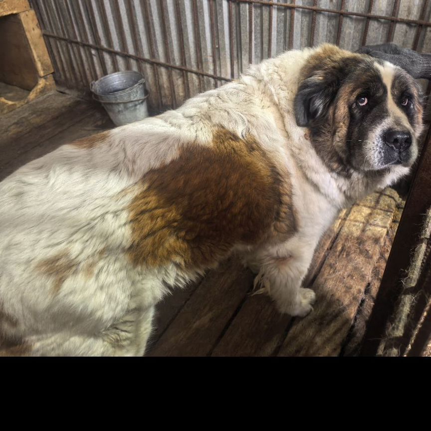 Кавказская овчарка, взрослая собака